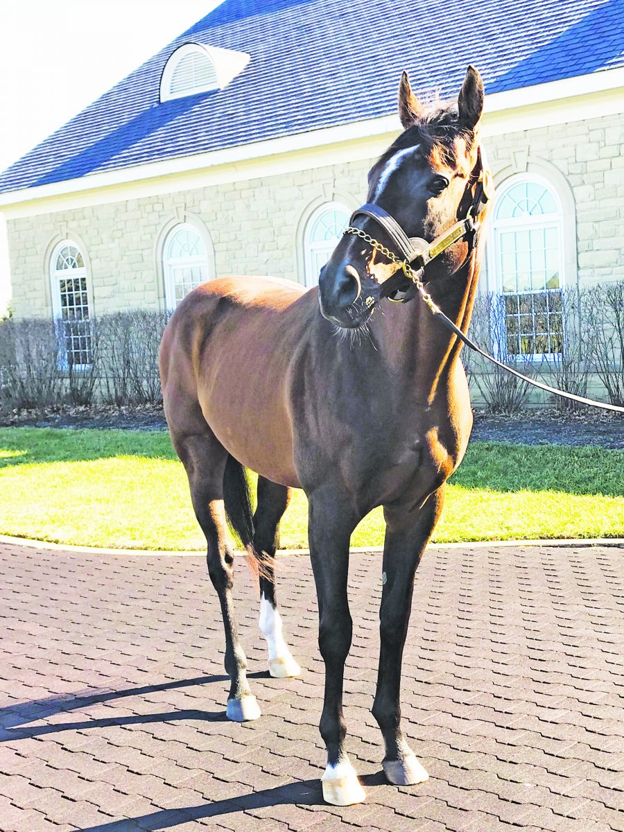 Adena’s Mucho Macho Man One of The Leading Sires In North America – The ...
